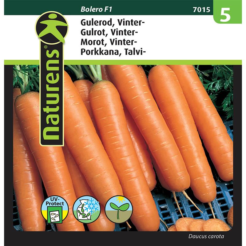 Gulerod vintergulerod Bolero F1| Gr. 5